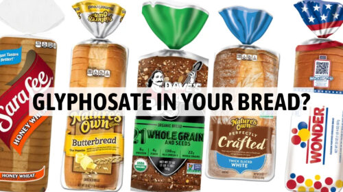 Glyphosate in Bread & Gut Health | What the Science Shows - Believe Big